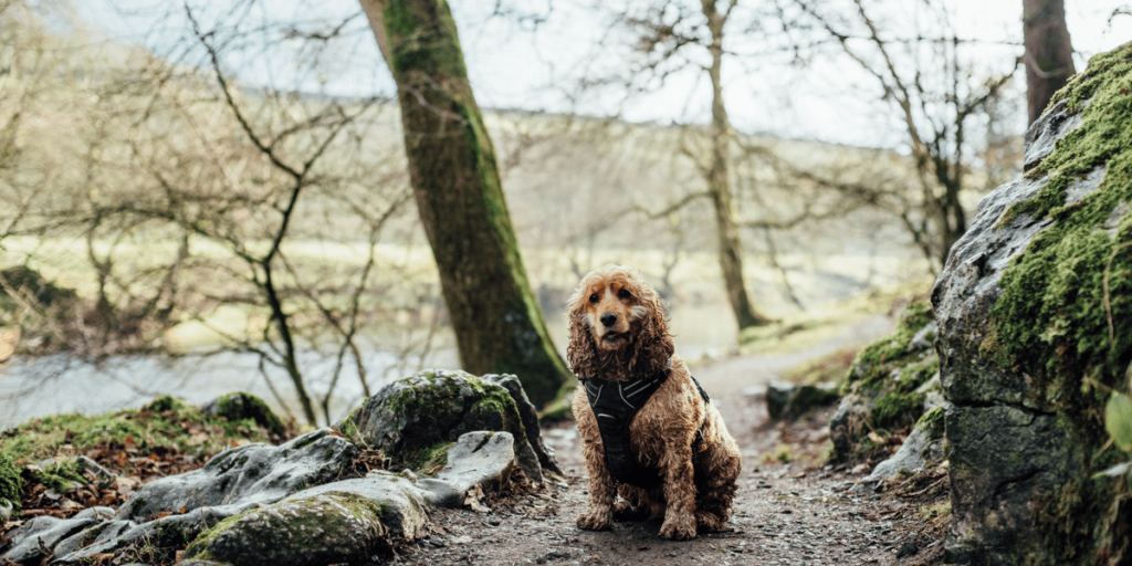 Top Wildlife Watching Locations to visit in Cornwall - Cornish Wildlife ...
