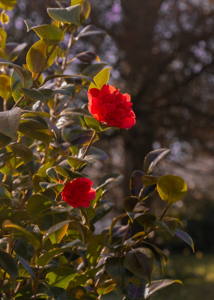 Things To Do In Cornwall In February 2026 - The Greenbank Hotel